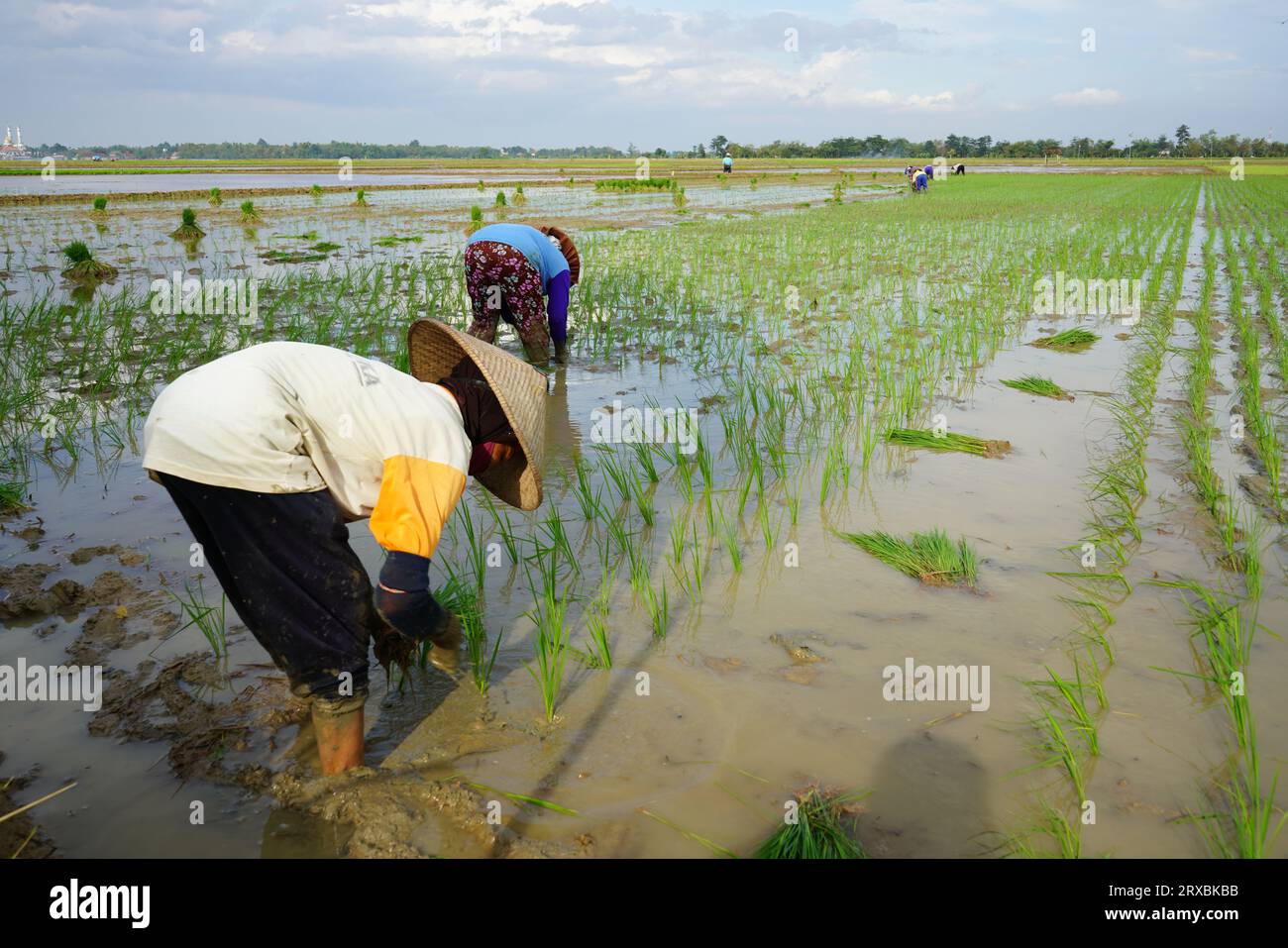 A farmer is planting young rice seeds by walking backwards in a muddy ...
