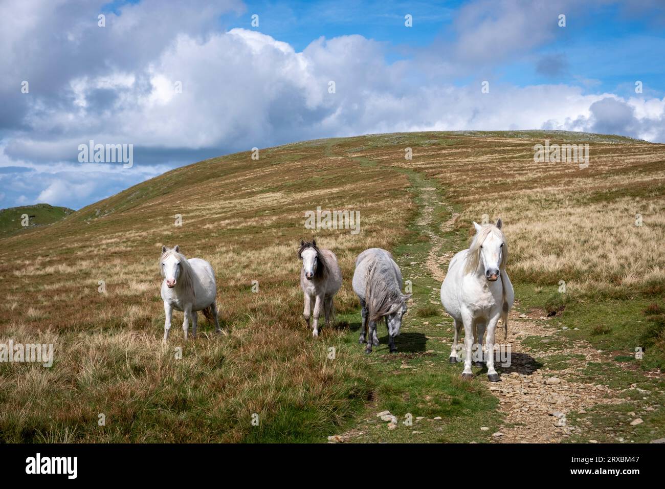 The Carneddau Ponies, Snowdonia, North Wales Stock Photo - Alamy