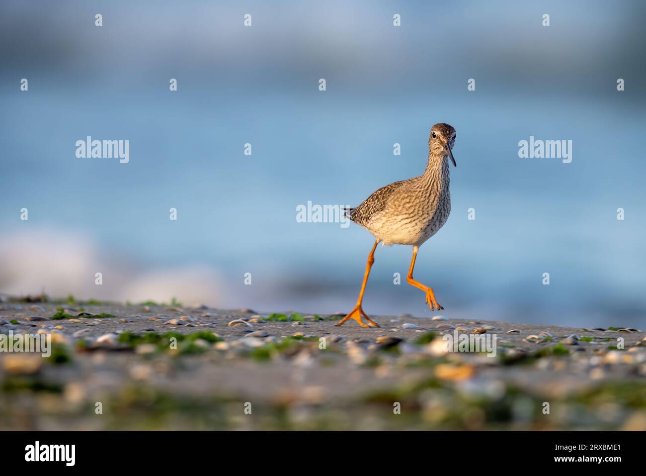 Waders or Shorebirds, The common redshank or redshank (Tringa totanus ...