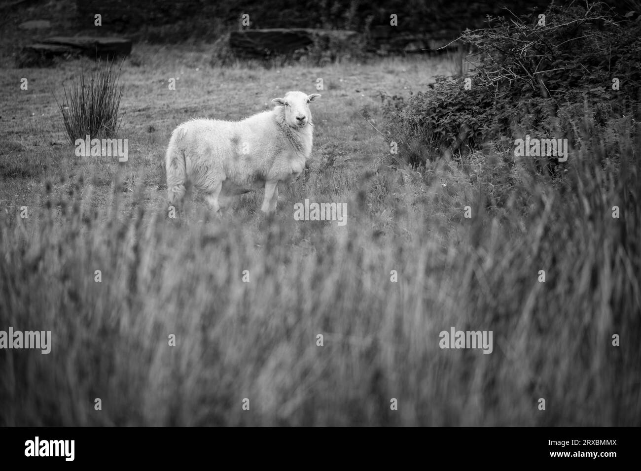 Views of Dorothea Slate Quarry, situated near the villages of Nantlle ...