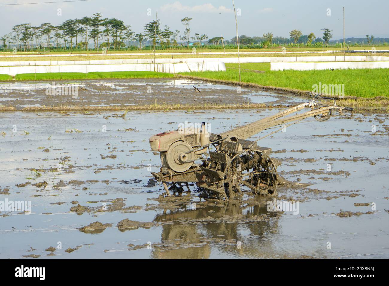 Farmer plowing muddy field with hand tractor. A farmer is using a ...