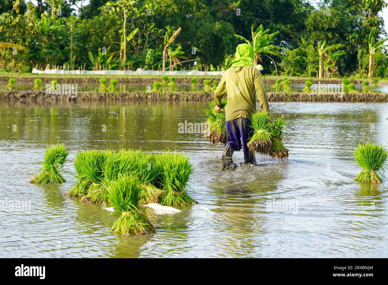 Many group bundle of rice seeds that are in the water or paddy field ...