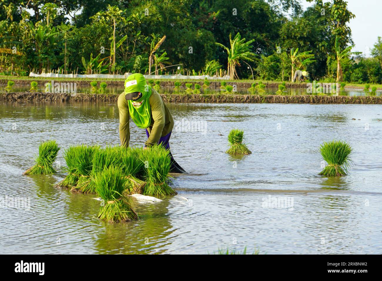 Transplanted rice hi-res stock photography and images - Alamy