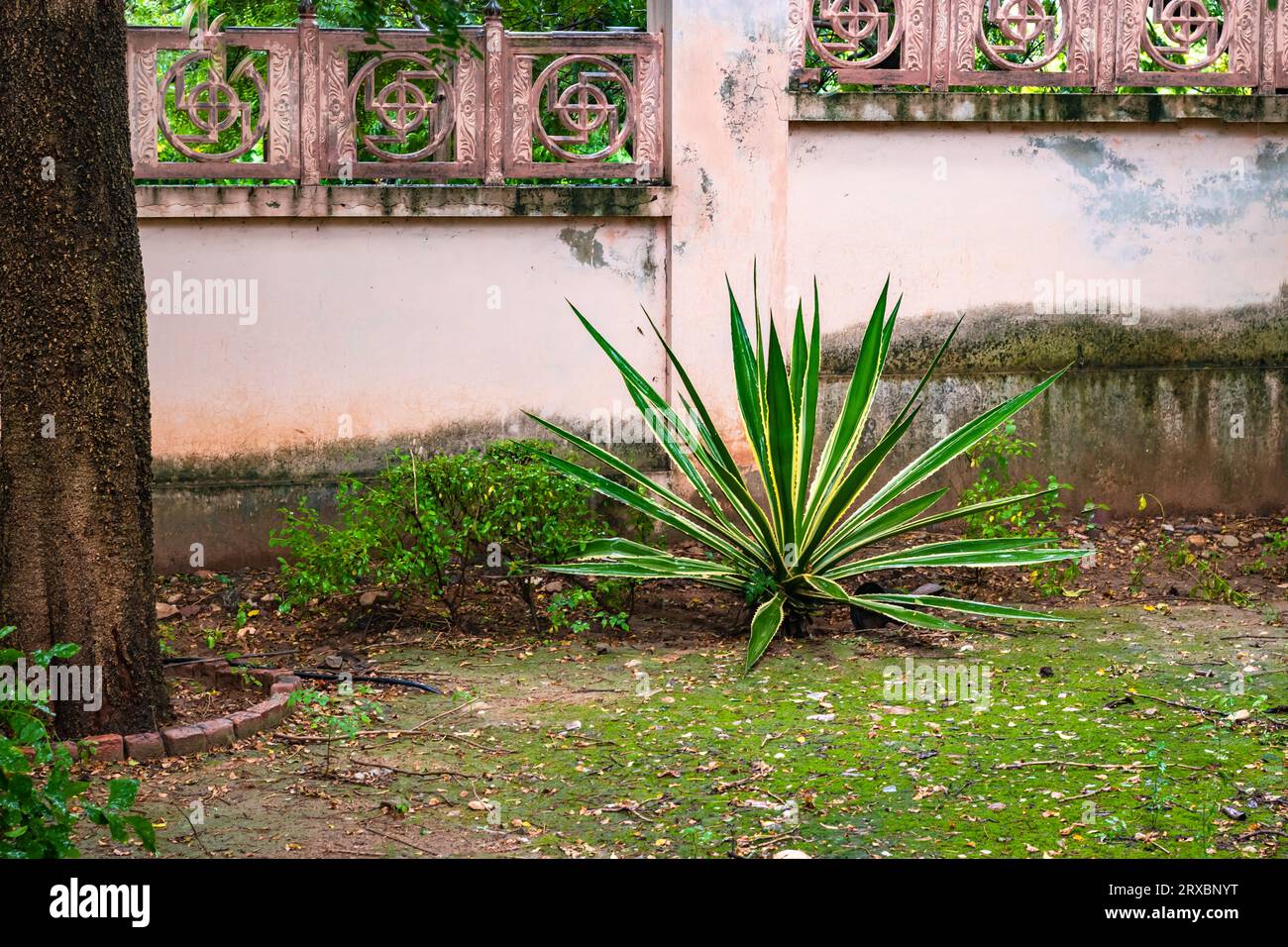 Furcraea Foetida plant with green grass at day from flat angle Stock ...