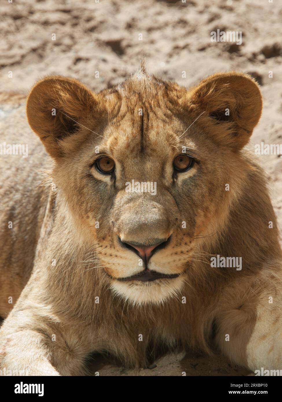 Riga zoo hi-res stock photography and images - Alamy