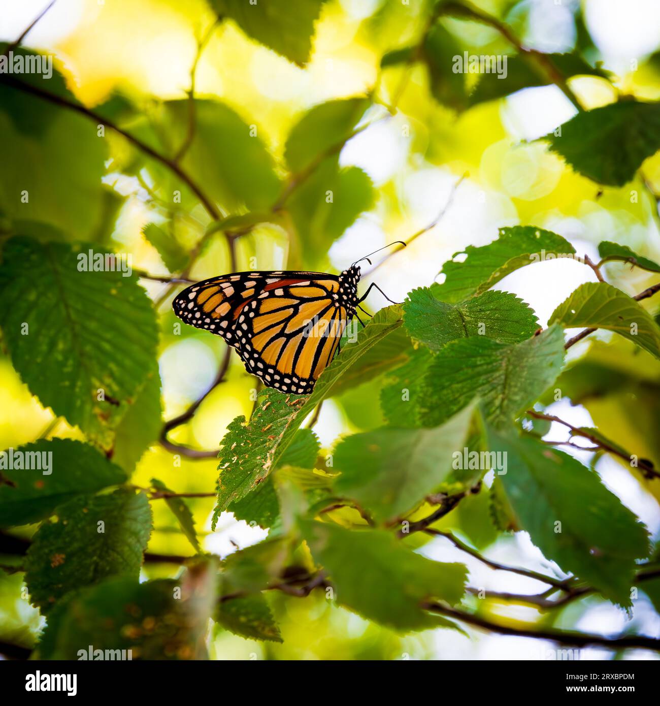 A monarch butterfly rests on a tree leaf in early September Stock Photo ...