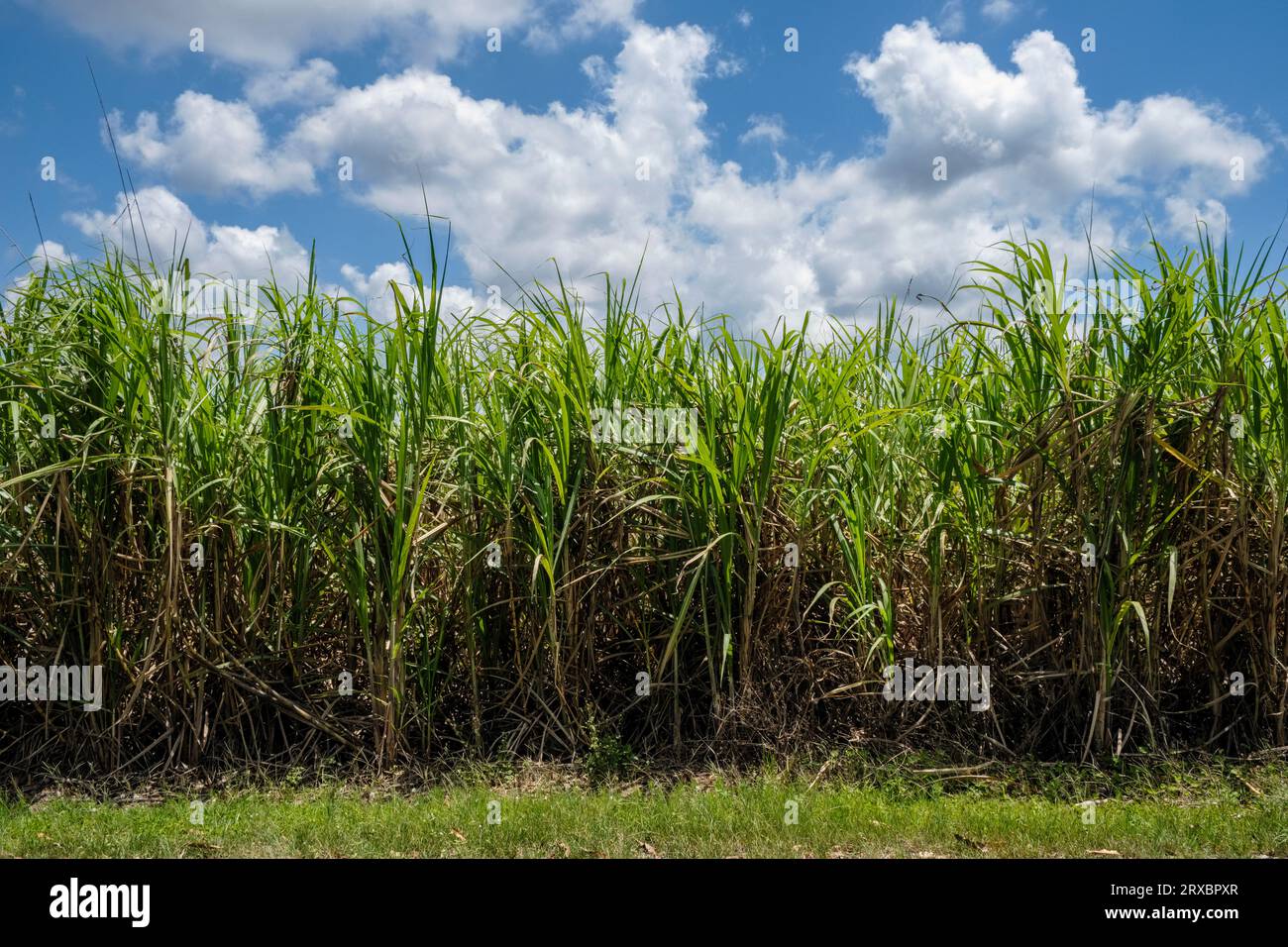 Sugar cane australia hi-res stock photography and images - Alamy
