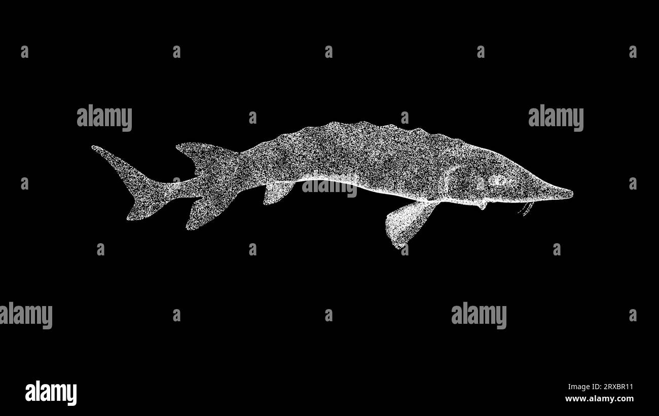 3D Sturgeon rotates on black background. Fish and Fishing concept ...