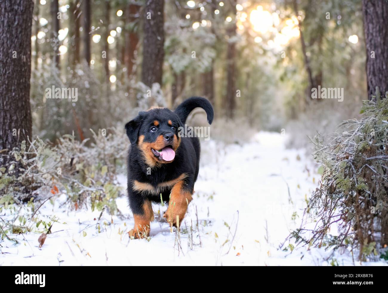 puppy rottweiler running in the nature in summer Stock Photo - Alamy