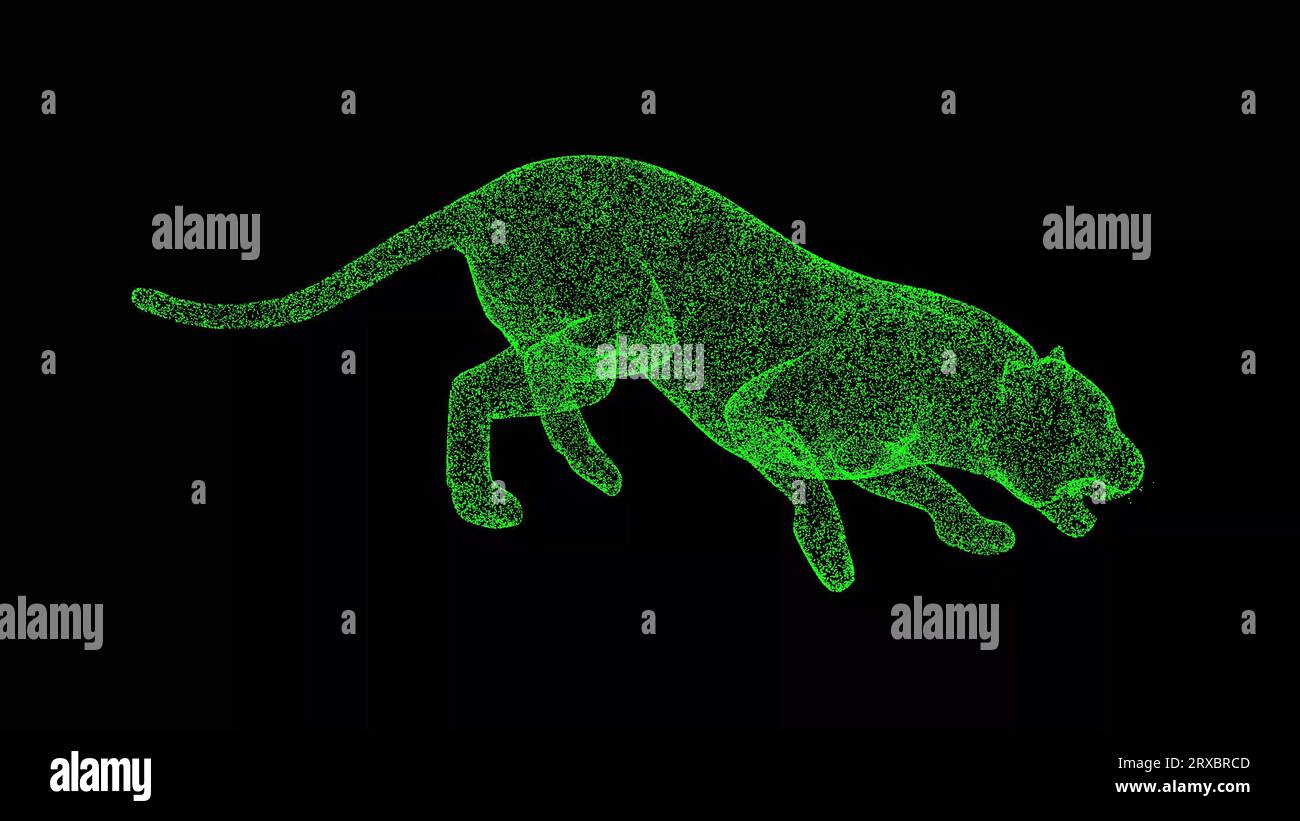 3D Panther rotates on black background. Predatory animal concept ...