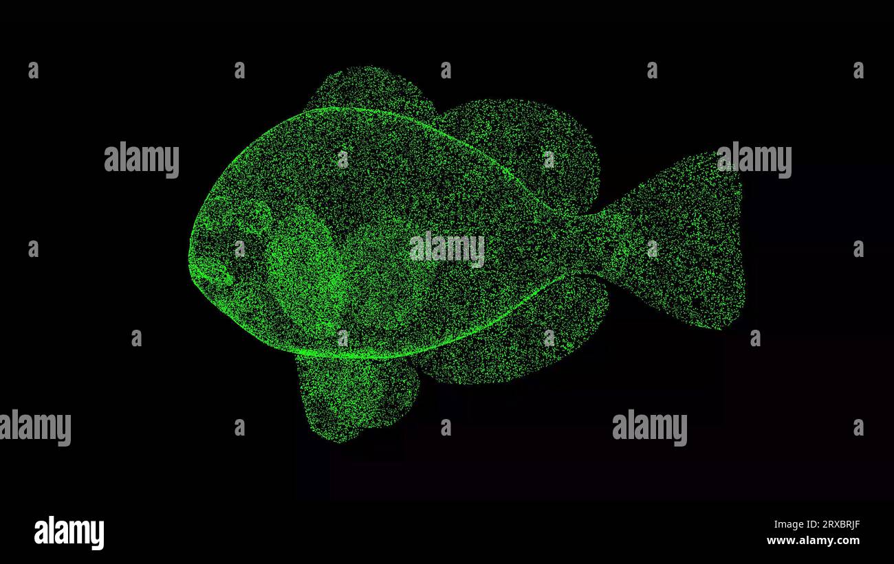 3D Common Carp on black background. Underwater life concept. River ...