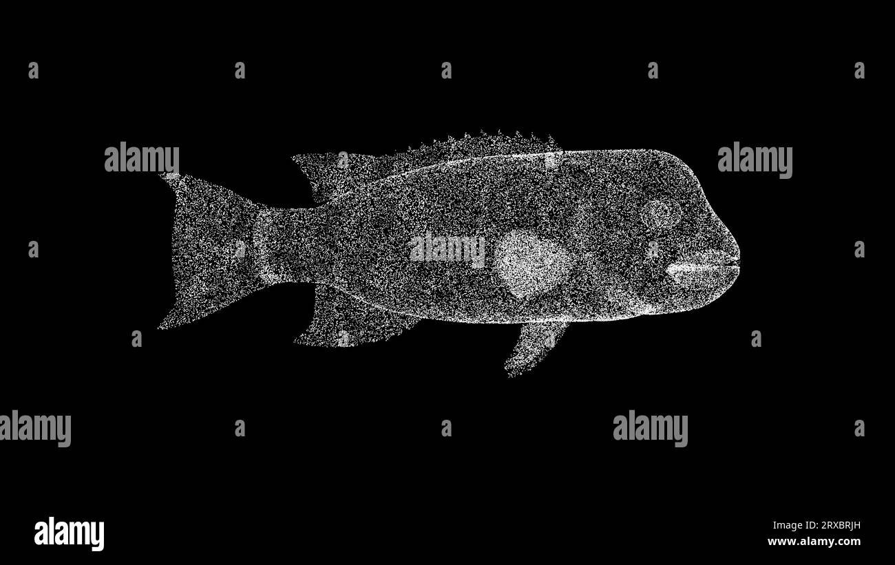 Aquatic life under sea Black and White Stock Photos & Images - Alamy