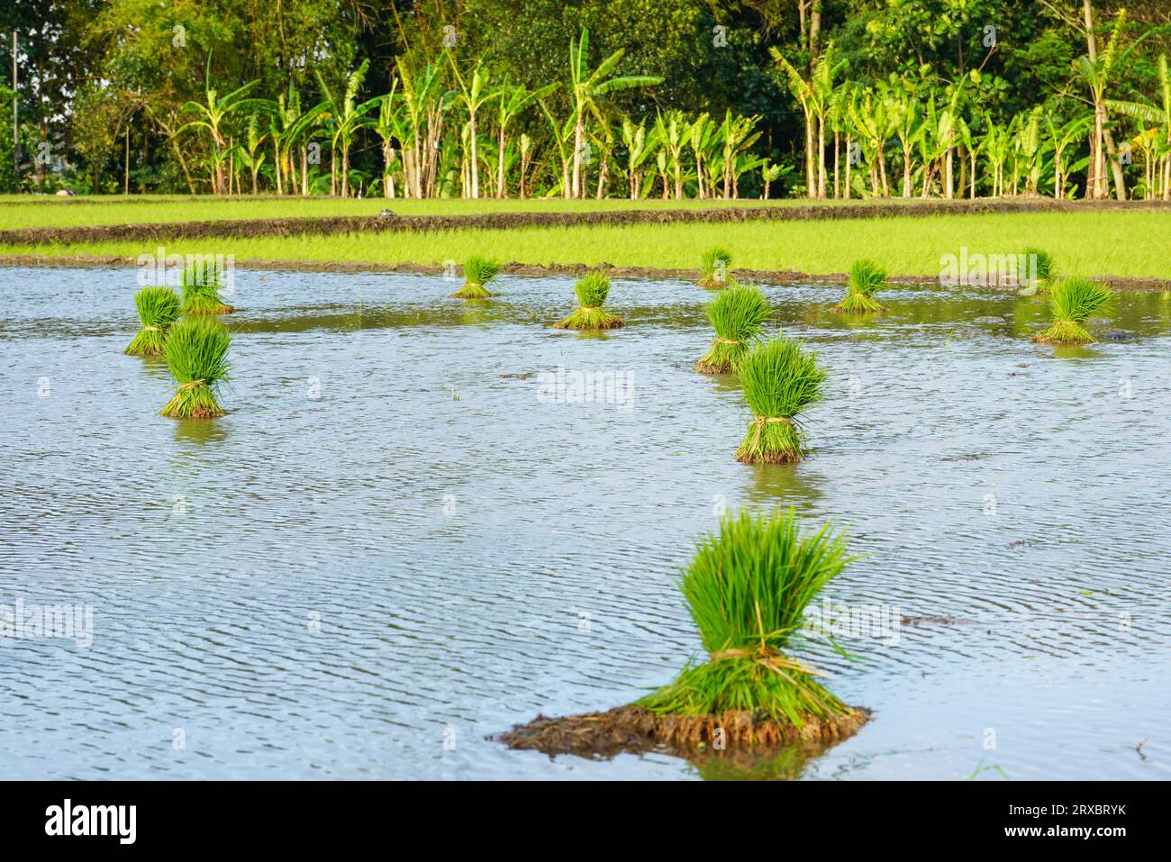 Many group bundle of rice seeds that are in the water or paddy field ...