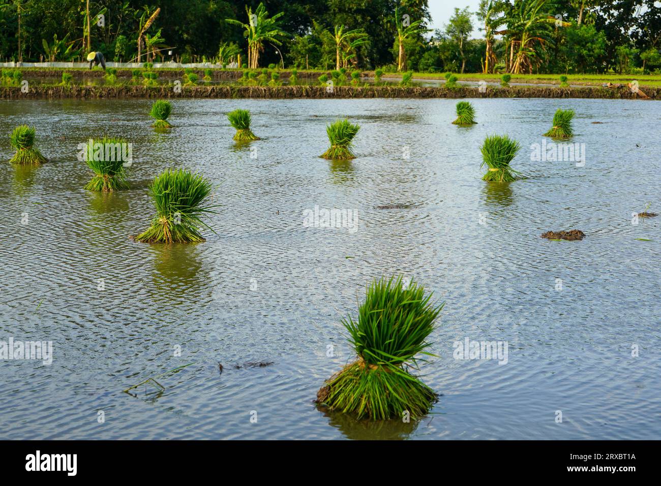 Planting rice seed hi-res stock photography and images - Alamy