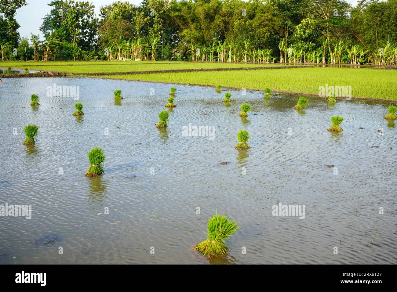 Wet rice cultivation hi-res stock photography and images - Alamy