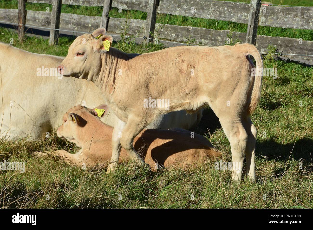 Cattle, cows, and calves and a beautiful life on a pasture Stock Photo ...