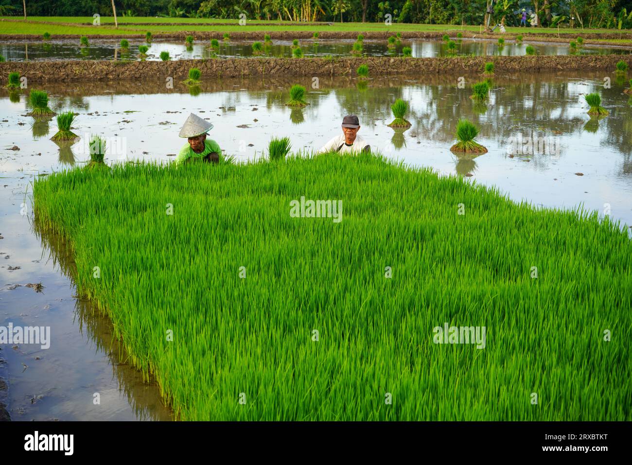 Many group bundle of rice seeds that are in the water or paddy field ...