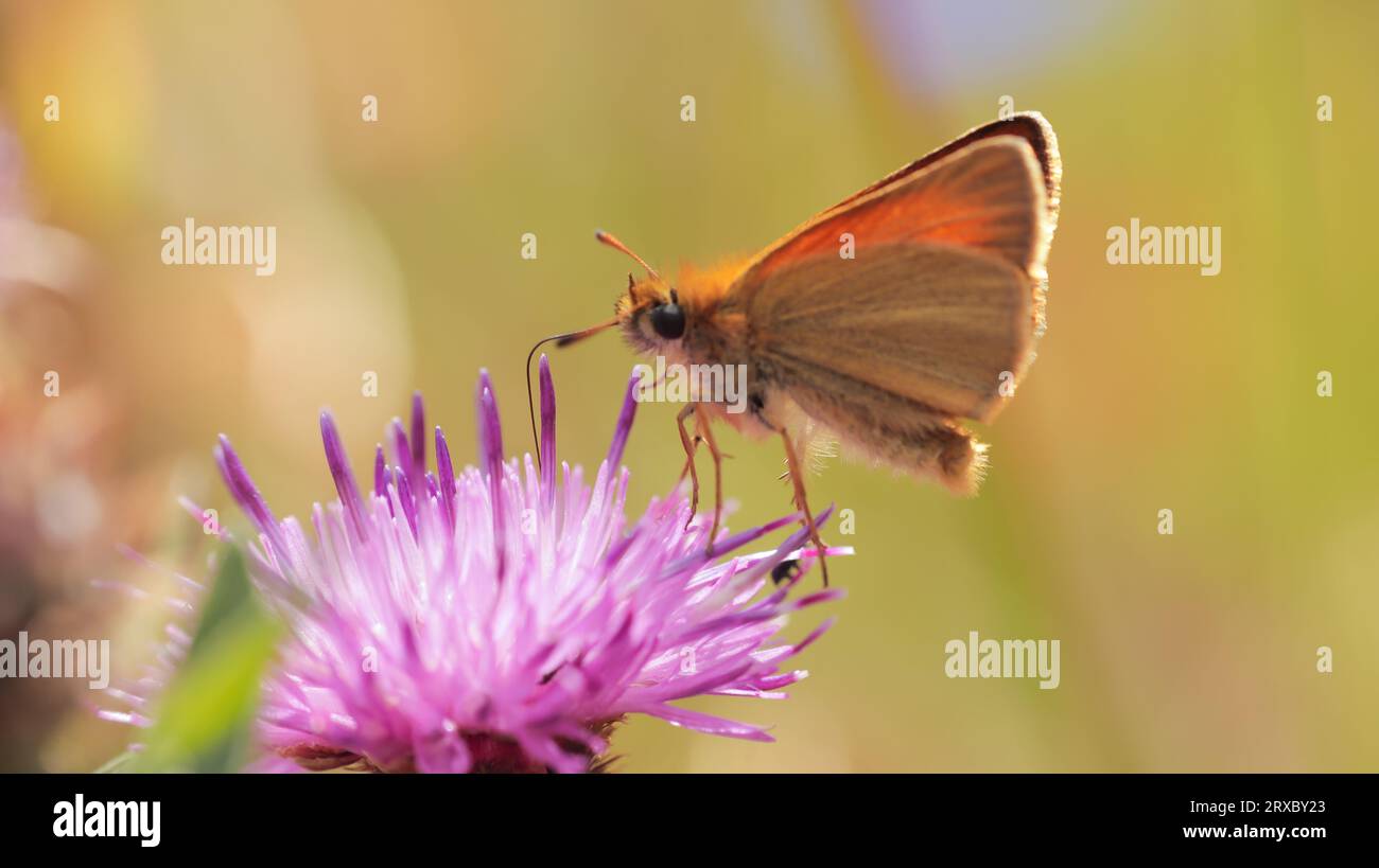 Essex Skipper Butterfly, Thymelicus lineola. foraging for nectar Stock Photo - Alamy