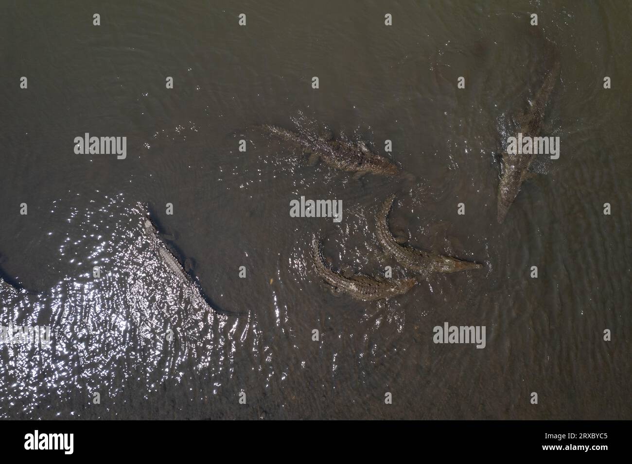 Beautiful aerial View of the Tarcoles river and bridge, with lots of ...