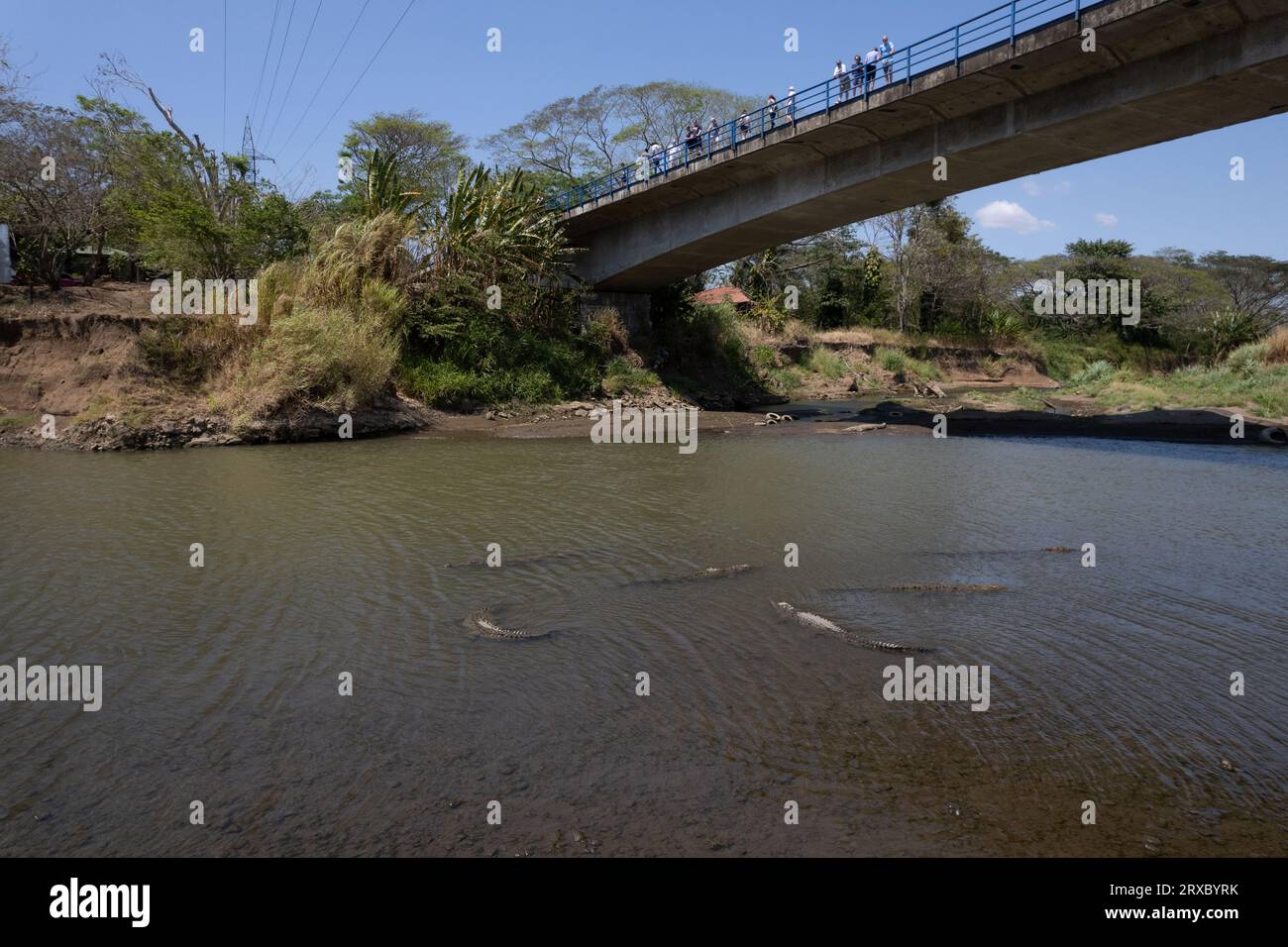 Alligators scaly texture hi-res stock photography and images - Alamy