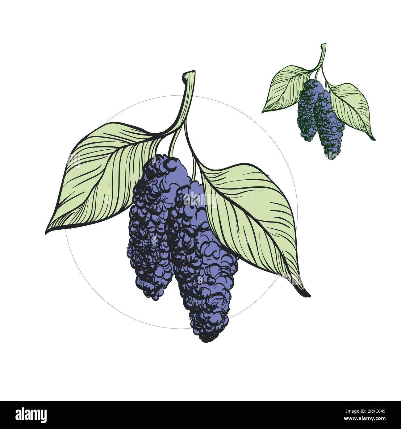 Illustration of a Mulberry branch with leaves. Vector illustration ...