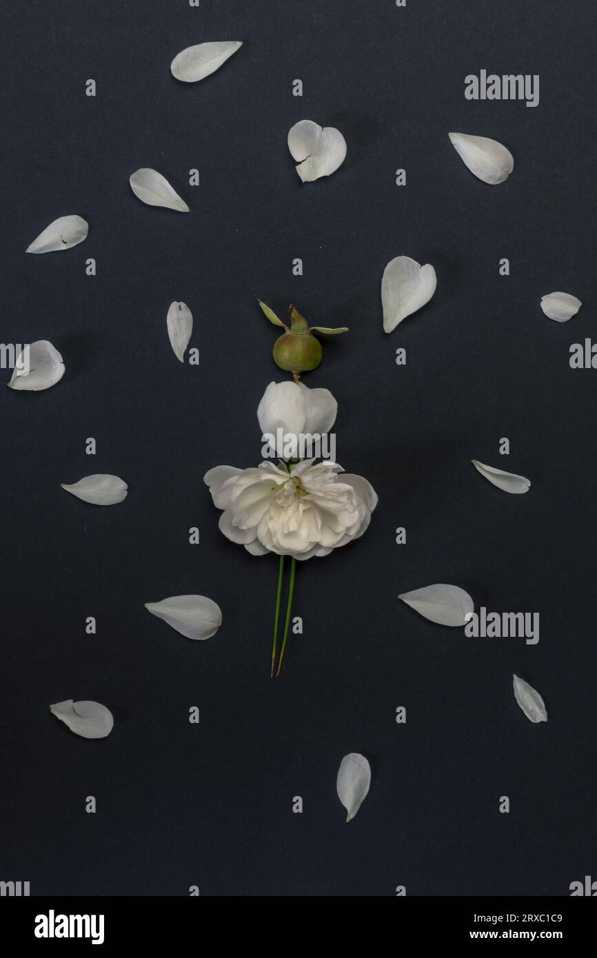female figure made from white rose flower petals, isolated on black ...