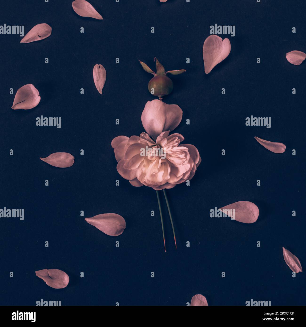 female figure made from pink rose flower petals, isolated on black ...