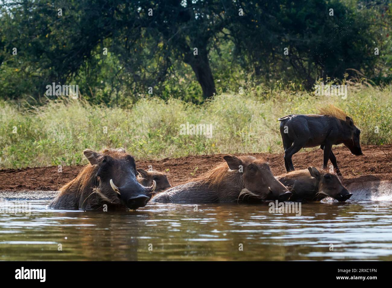 Common warthog in Kruger National park, South Africa ; Specie ...