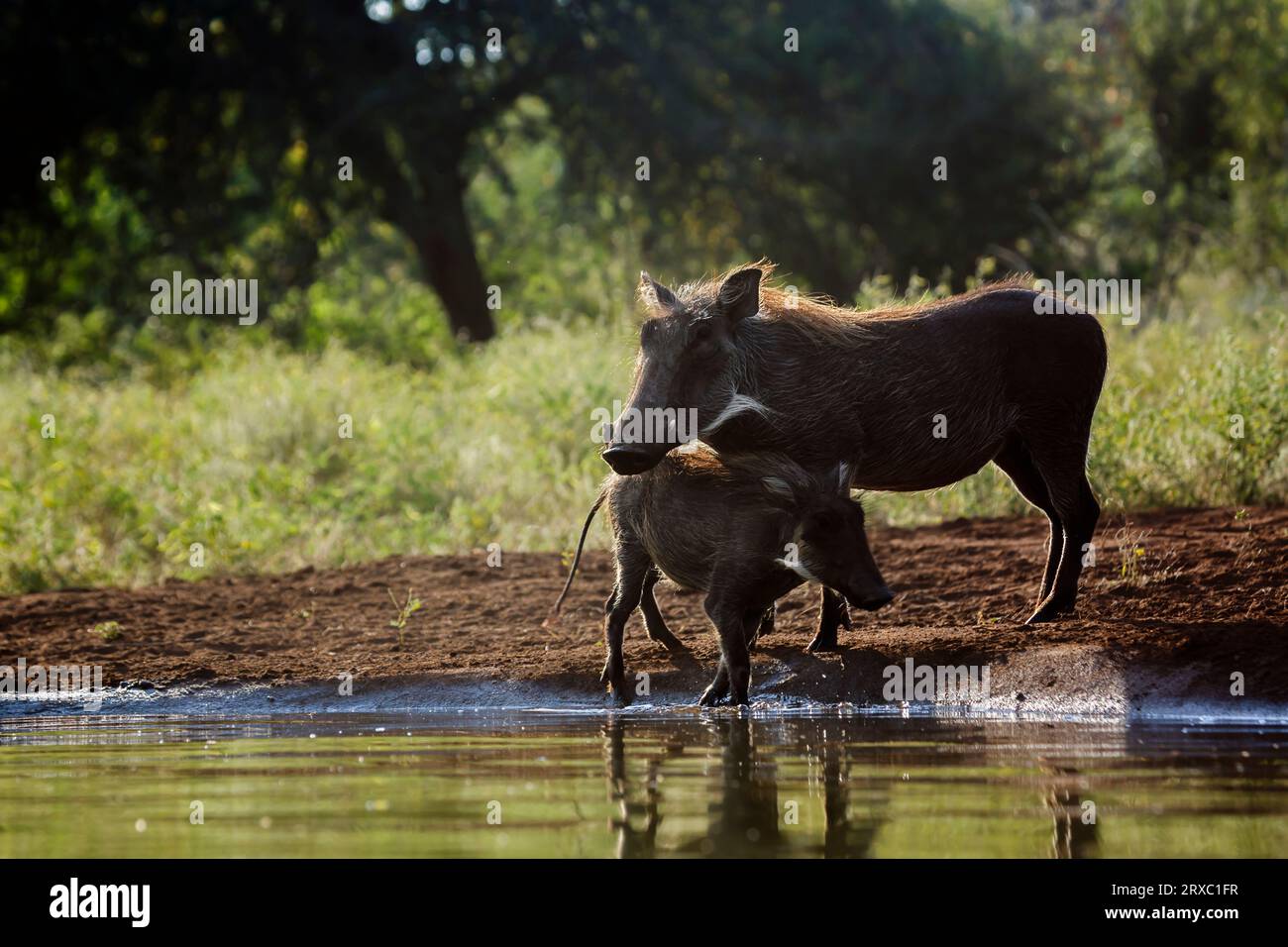 Common warthog female and cub at waterhole in Kruger National park ...
