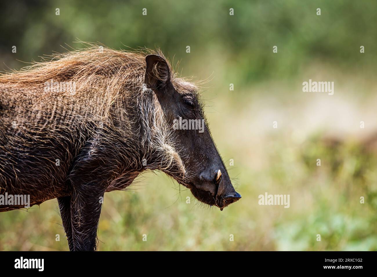Common warthog portrait isolated in natural background in Kruger ...