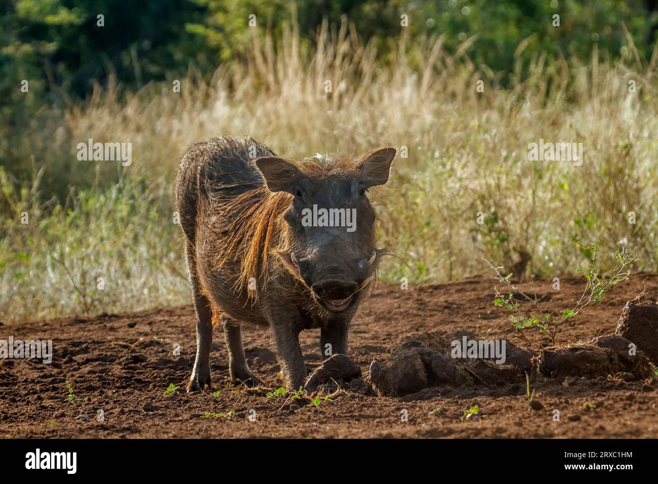 Common warthog grooming in elephant dung in Kruger National park, South ...
