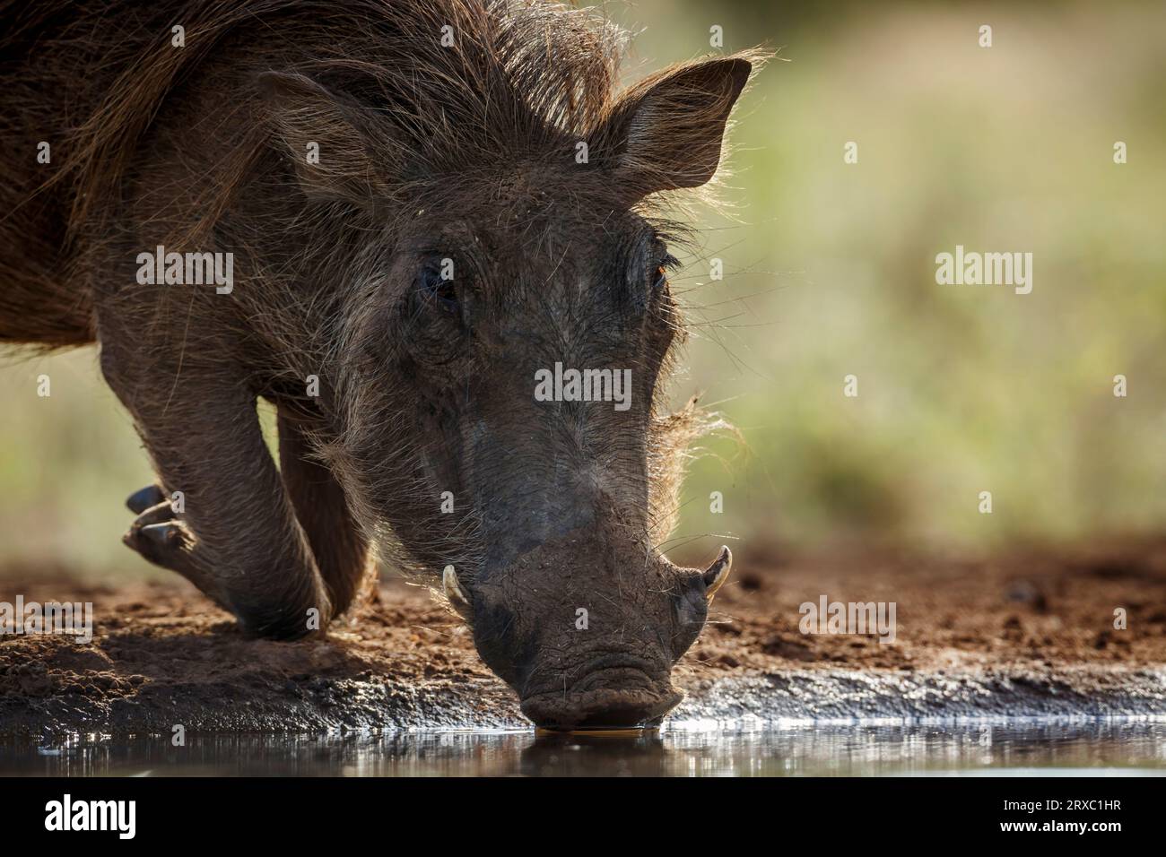Warthog head hi-res stock photography and images - Alamy
