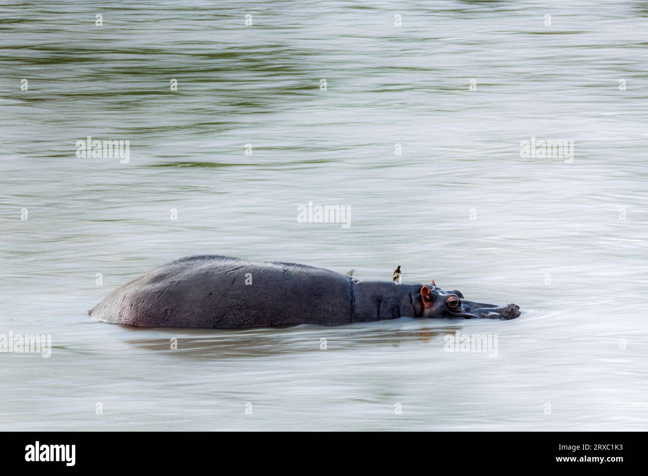 Hippopotamus swiming in flood river with long exposure effect in Kruger ...