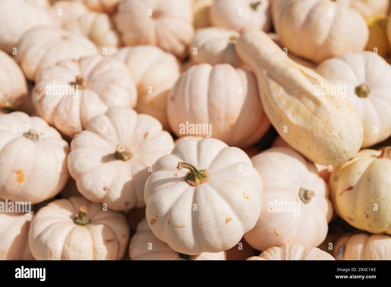 Organic background - Baby Boo pumpkins Stock Photo - Alamy