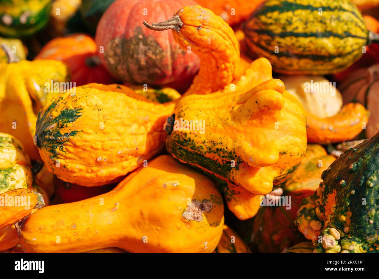 Group farming organic hi-res stock photography and images - Alamy