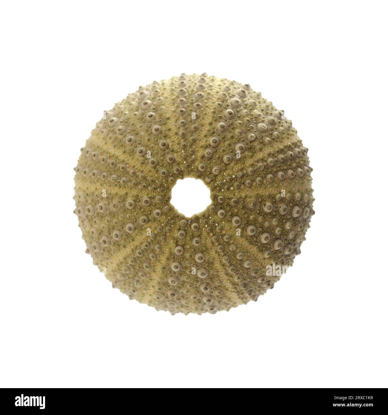 Fauna of Atlantic ocean around Gran Canaria - skeletons of ...