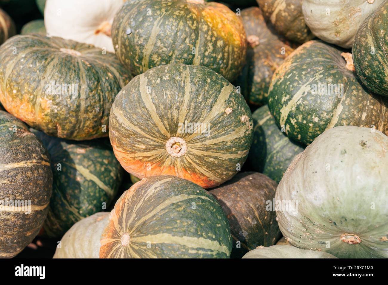 Organic background - Kabocha squash Stock Photo - Alamy