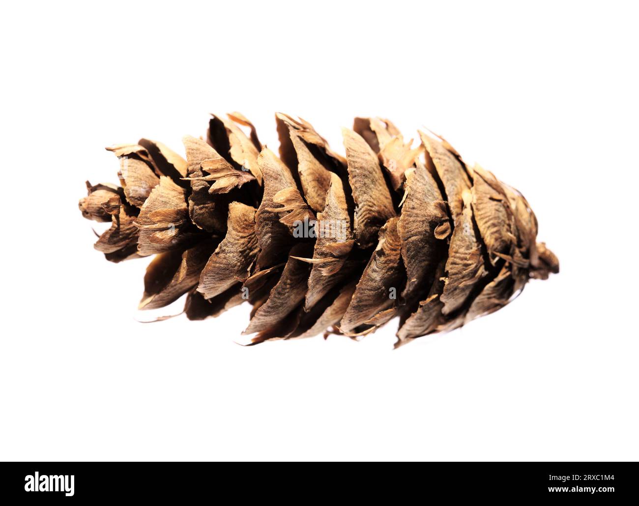 Cone of Pseudotsuga menziesii, Douglas fir, isolated on white ...