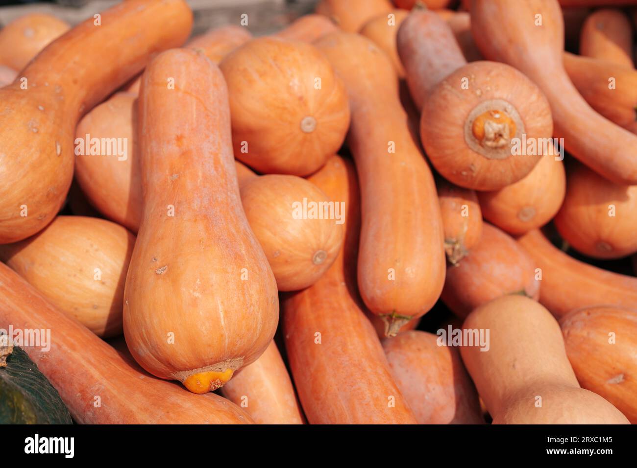 Organic background - Long Pumpkin Stock Photo - Alamy