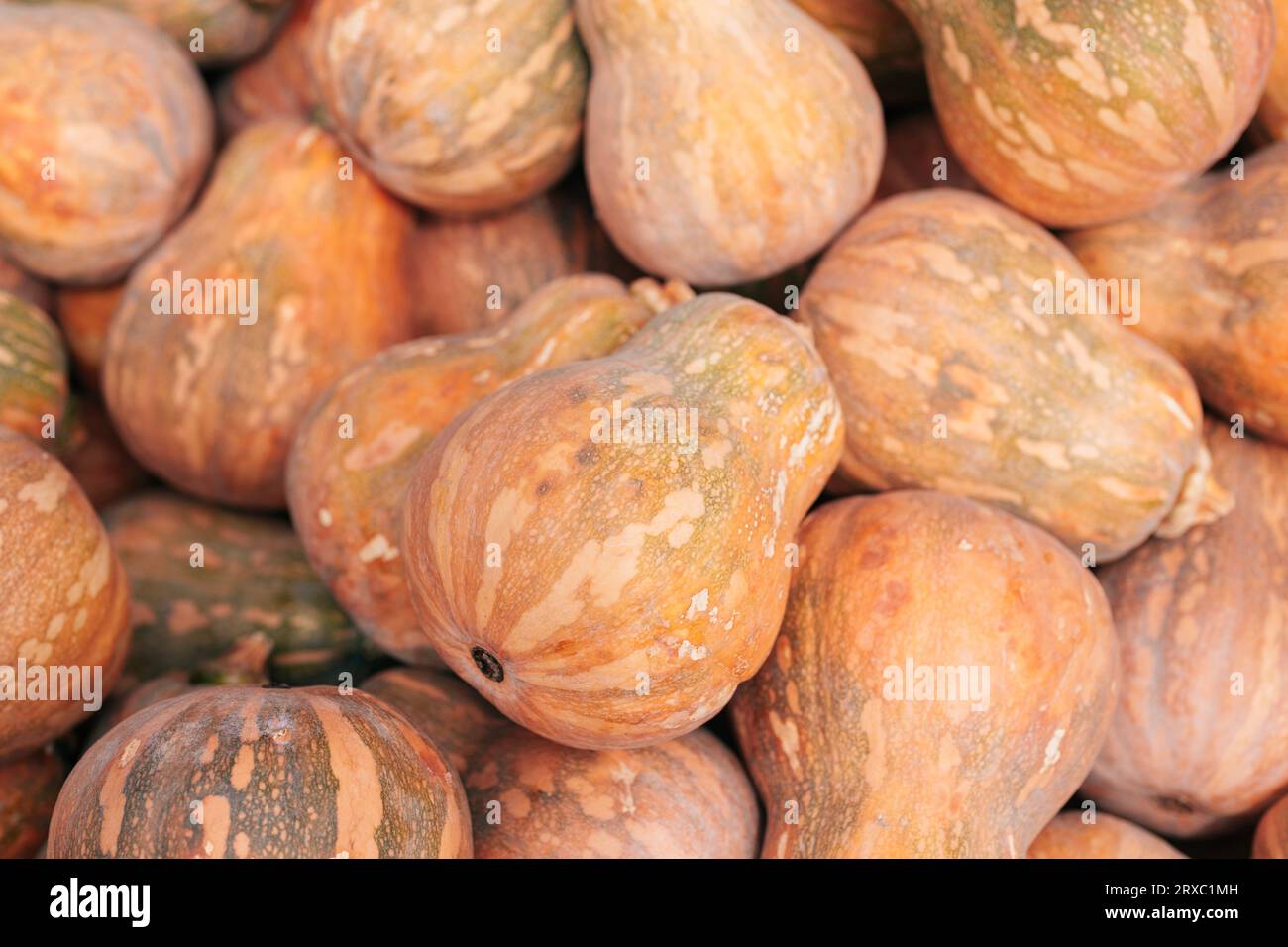 Organic background - a stack of Orange Butternuts Stock Photo - Alamy