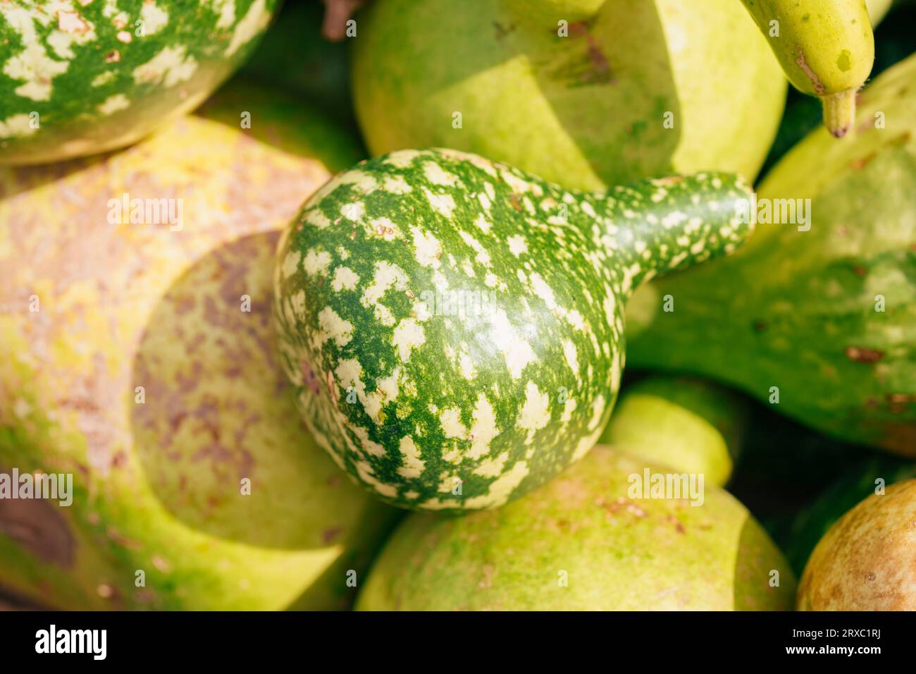 Harvesting gourds hi-res stock photography and images - Alamy