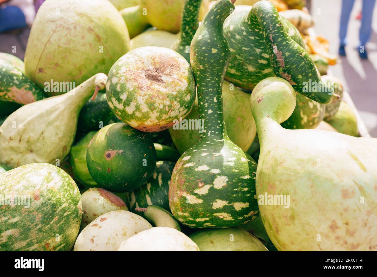 Calabash gourds hi-res stock photography and images - Alamy