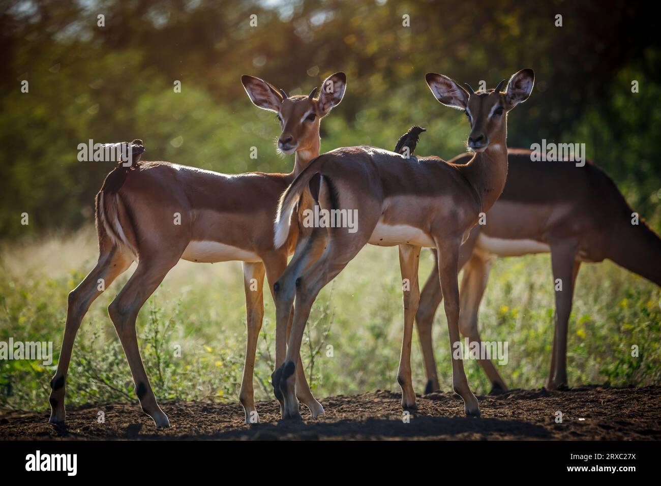 Impala young kruger national hi-res stock photography and images - Alamy