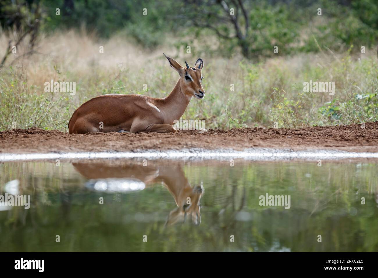 Common Impala young male lying down along waterhole in Kruger National ...