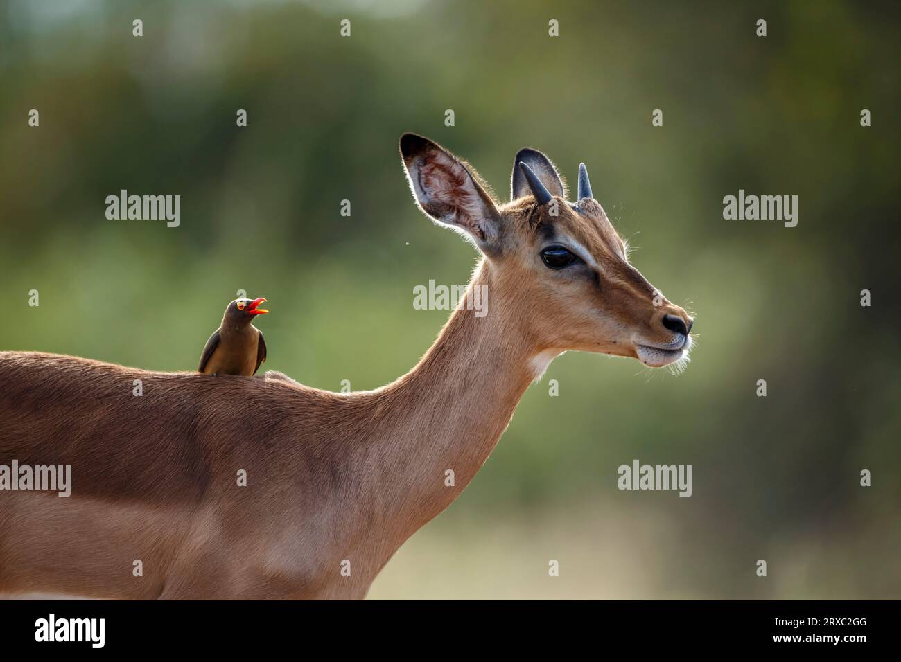 Impala young kruger national hi-res stock photography and images - Alamy