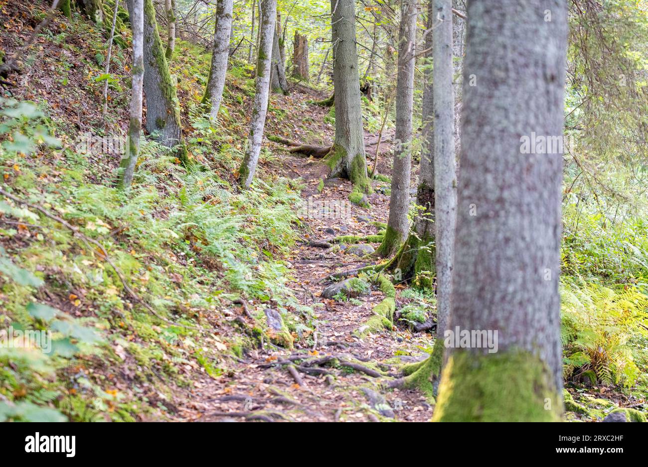 In the grove Stock Photo - Alamy