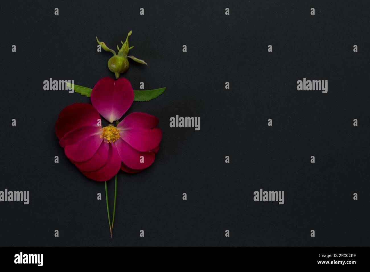 female figure made from red rose flower petals, isolated on black ...