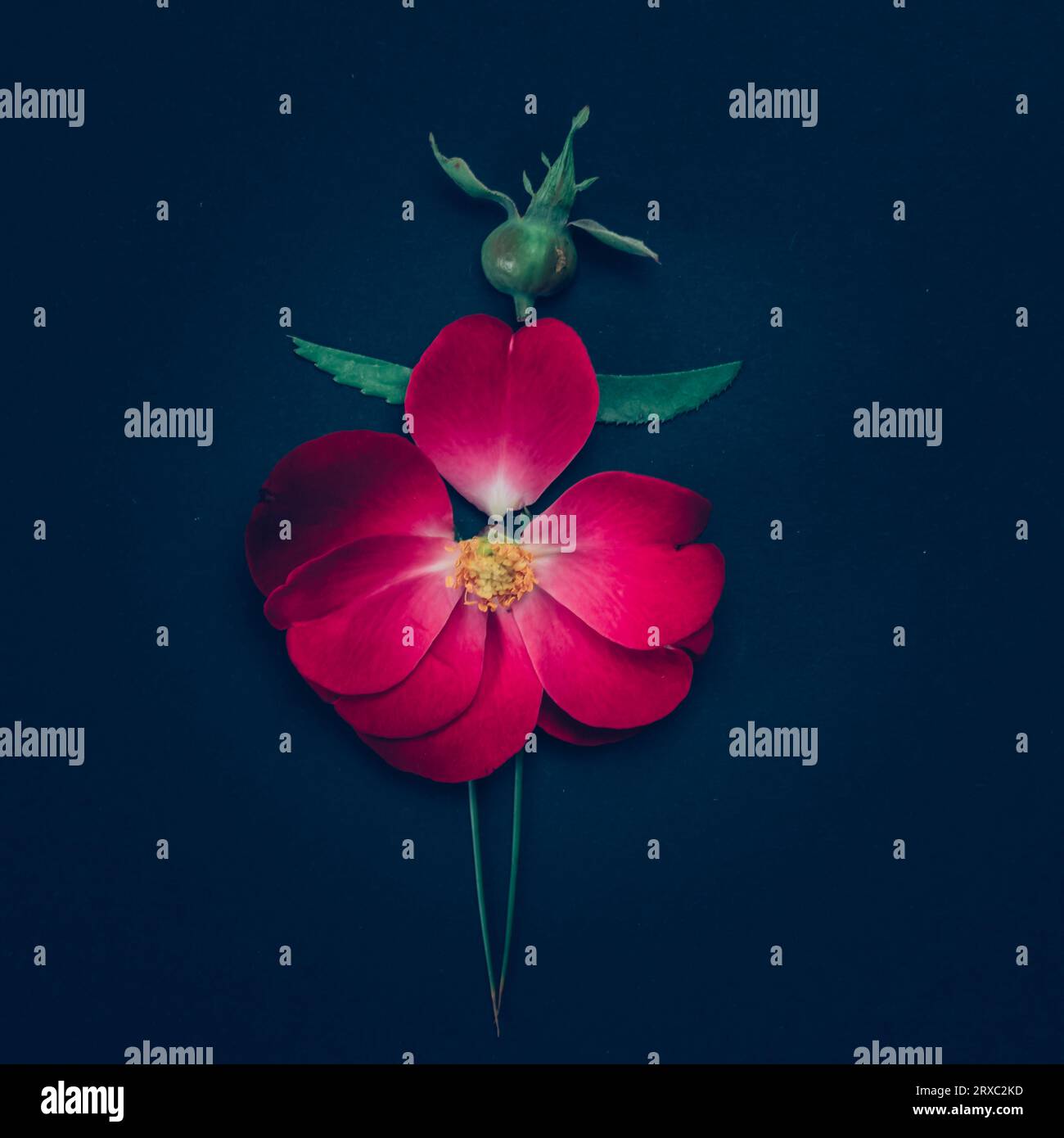 female figure made from red rose flower petals, isolated on black ...