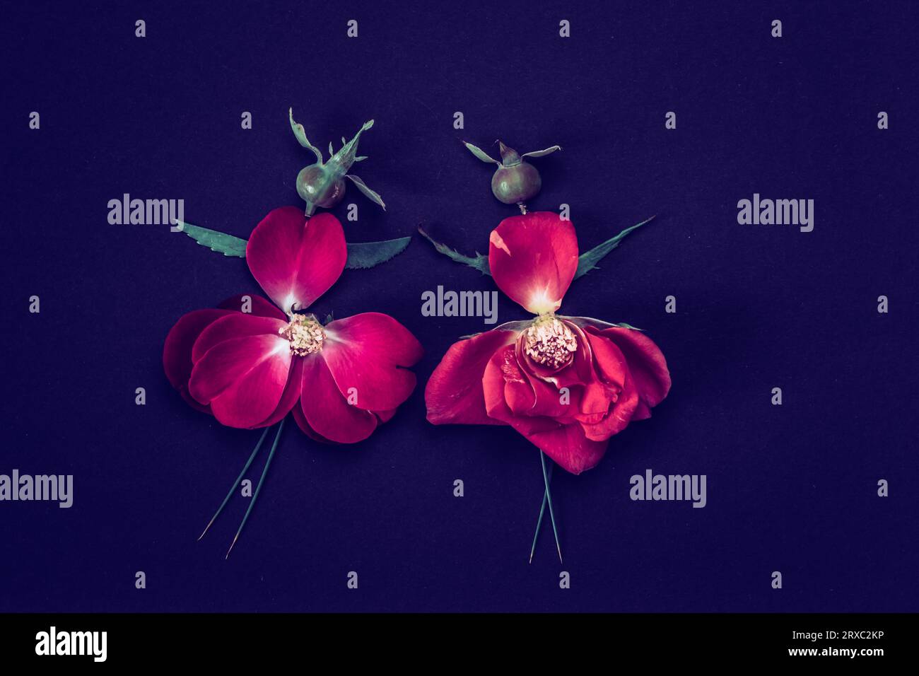 female figure made from red rose flower petals, isolated on black ...