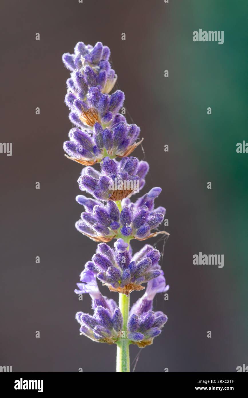 Single lavender flower hi-res stock photography and images - Alamy